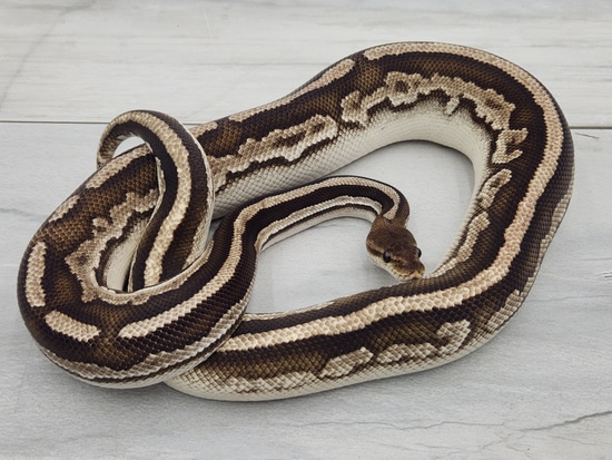 Orange Dream Mystic Cinnamon Proven Breeder Ball Python by Coastal ...