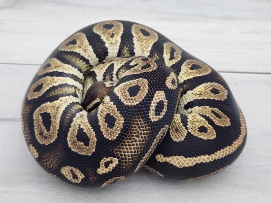 Pastel Blackhead Ball Python by Coastal Georgia Exotics