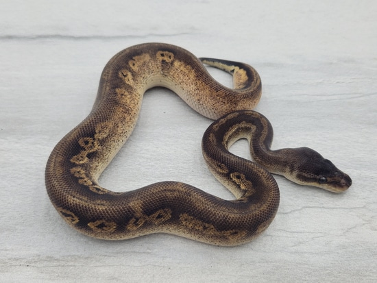 Pastel Black Head Mahogany Cypress Ball Python by Coastal Georgia Exotics