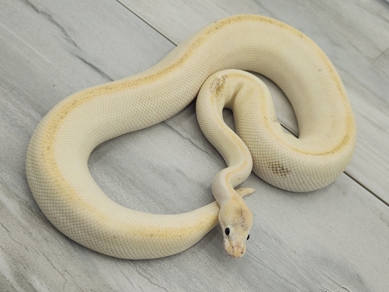 Champagne Lesser Possible Visual Sentinel Het Sentinel Ball Python By