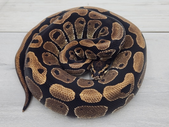 Arroyo Proven Breeder Ball Python by Coastal Georgia Exotics