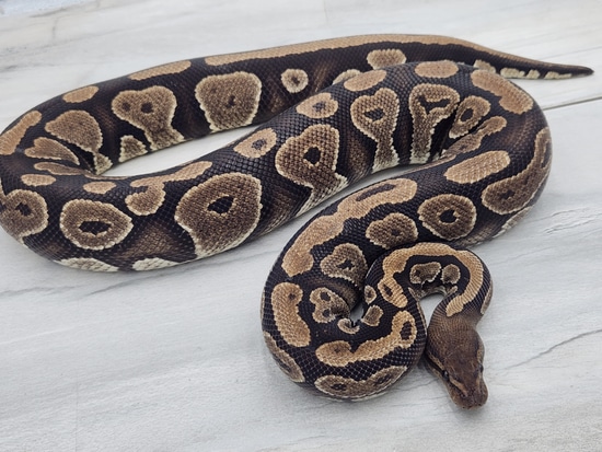Mahogany Proven Breeder Ball Python by Coastal Georgia Exotics