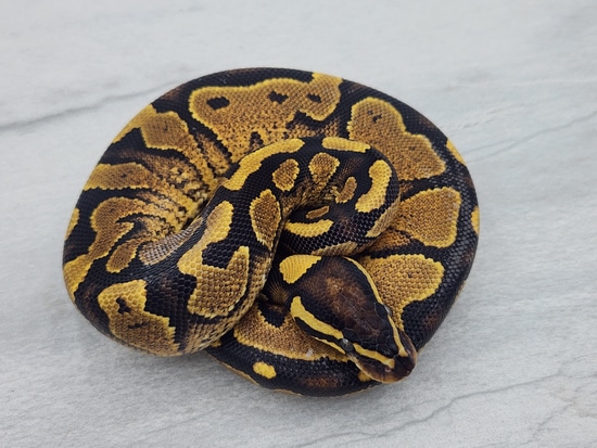 Yellow Belly 100% Het Sentinel 50% Het Hypo Ball Python by Coastal ...