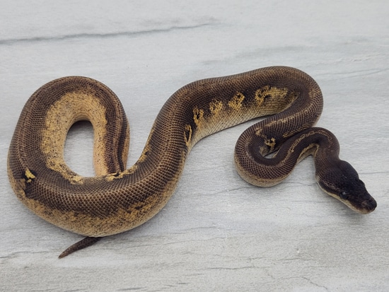 Pastel Mahogany Blackhead Cypress Ball Python by Coastal Georgia Exotics