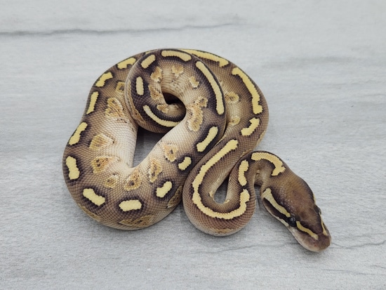 Lesser Sentinel Ball Python By Coastal Georgia Exotics