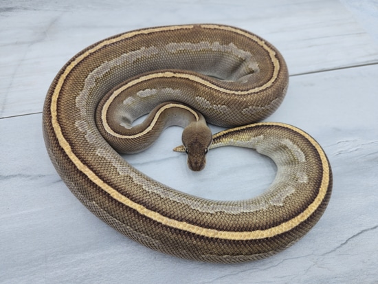 Black Pastel Mojave Bongo Proven Breeder Ball Python by Coastal Georgia Exotics