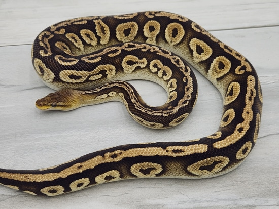 Pastel Mahogany Cypress Ball Python by Coastal Georgia Exotics