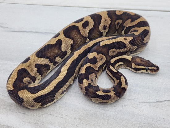 Vanilla Spark Leopard Ball Python by Coastal Georgia Exotics