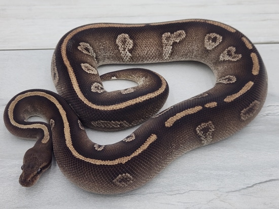 Mahogany Chocolate Mojave Ball Python by Coastal Georgia Exotics