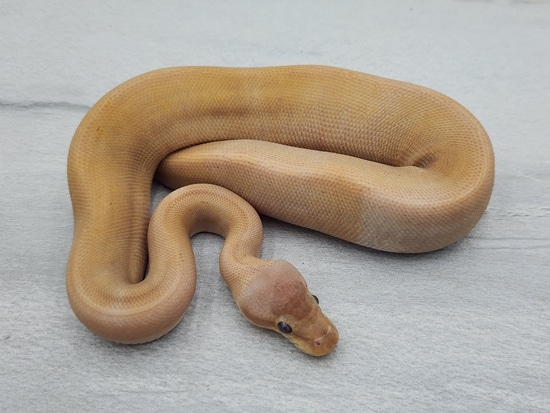 Pastel Suma Ultramel 50% Het Cryptic Ball Python by Coastal Georgia Exotics