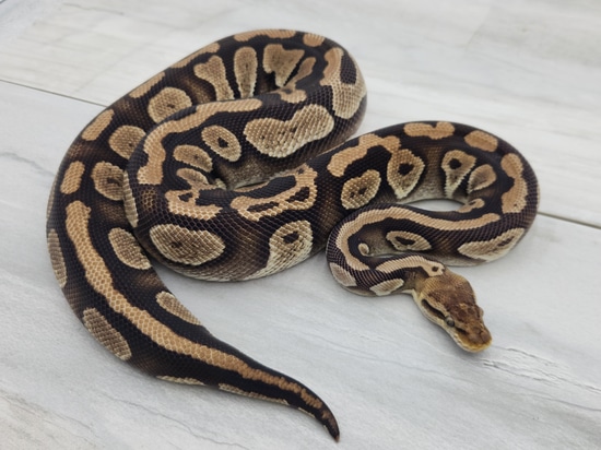 Pastel Mahogany 100% Het Ultramel 50% Het Cryptic Proven Breeder Ball Python by Coastal Georgia ...