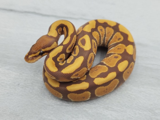 Ultramel 66% Dbl Het Cryptic Paint Ball Python by Coastal Georgia Exotics