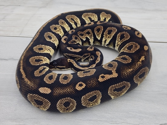 Pastel Blackhead Proven Breeder Ball Python by Coastal Georgia Exotics