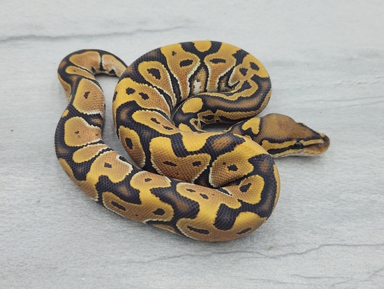 Hypo 100% Het Sentinel Ball Python by Coastal Georgia Exotics