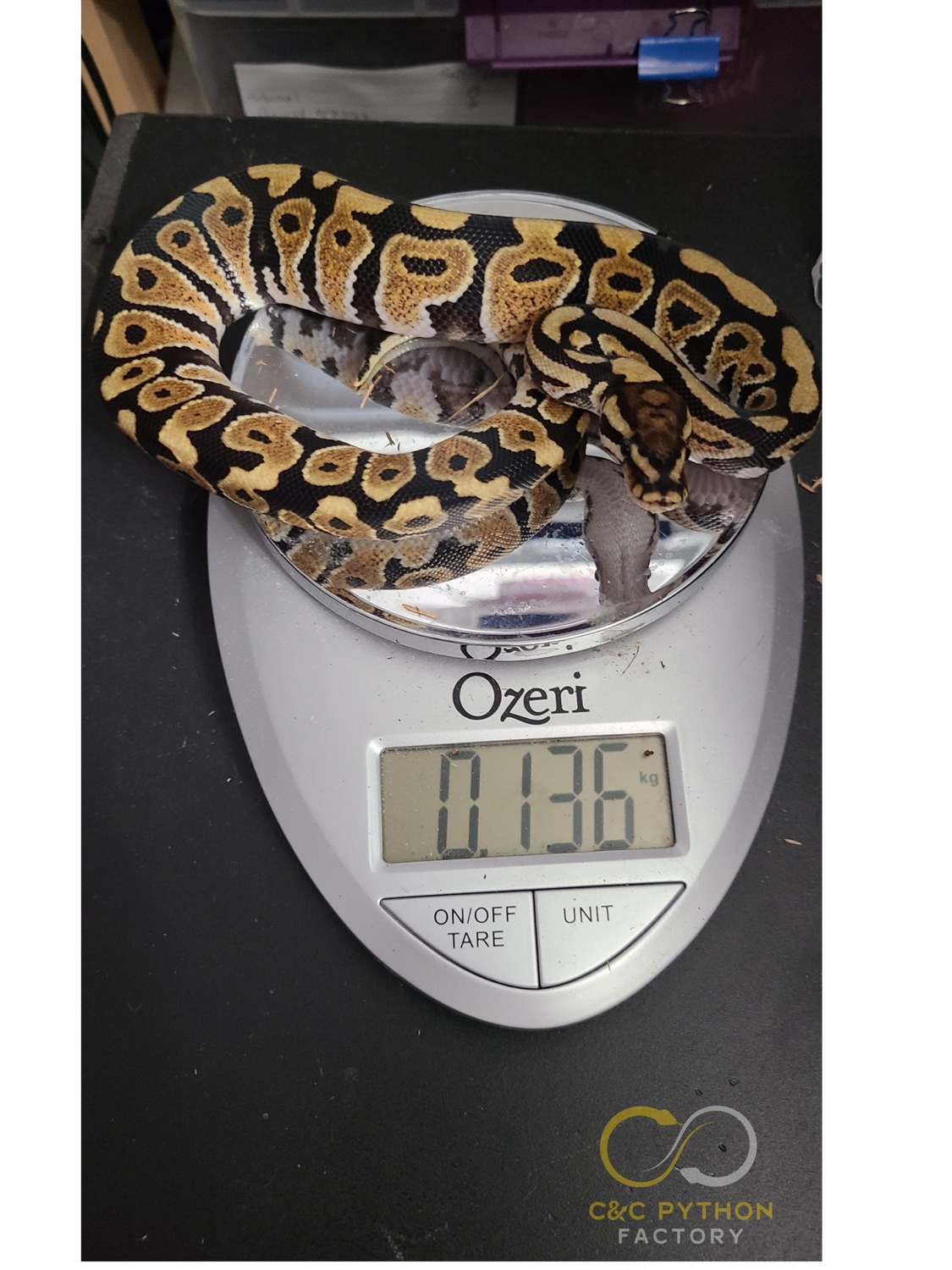 Fire Spotnose Ball Python by C&C Python Factory - MorphMarket