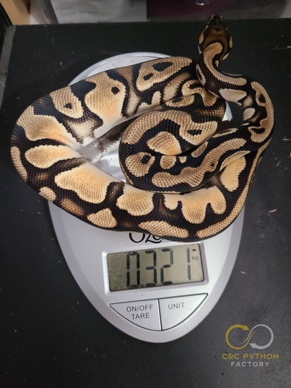 Super OD Het Clown Ball Python by C&C Python Factory