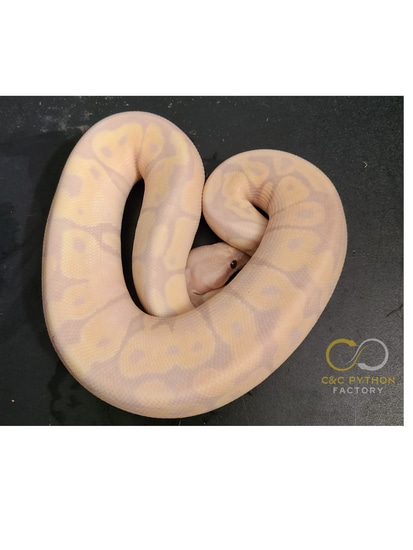 Super Banana Ball Python by C&C Python Factory