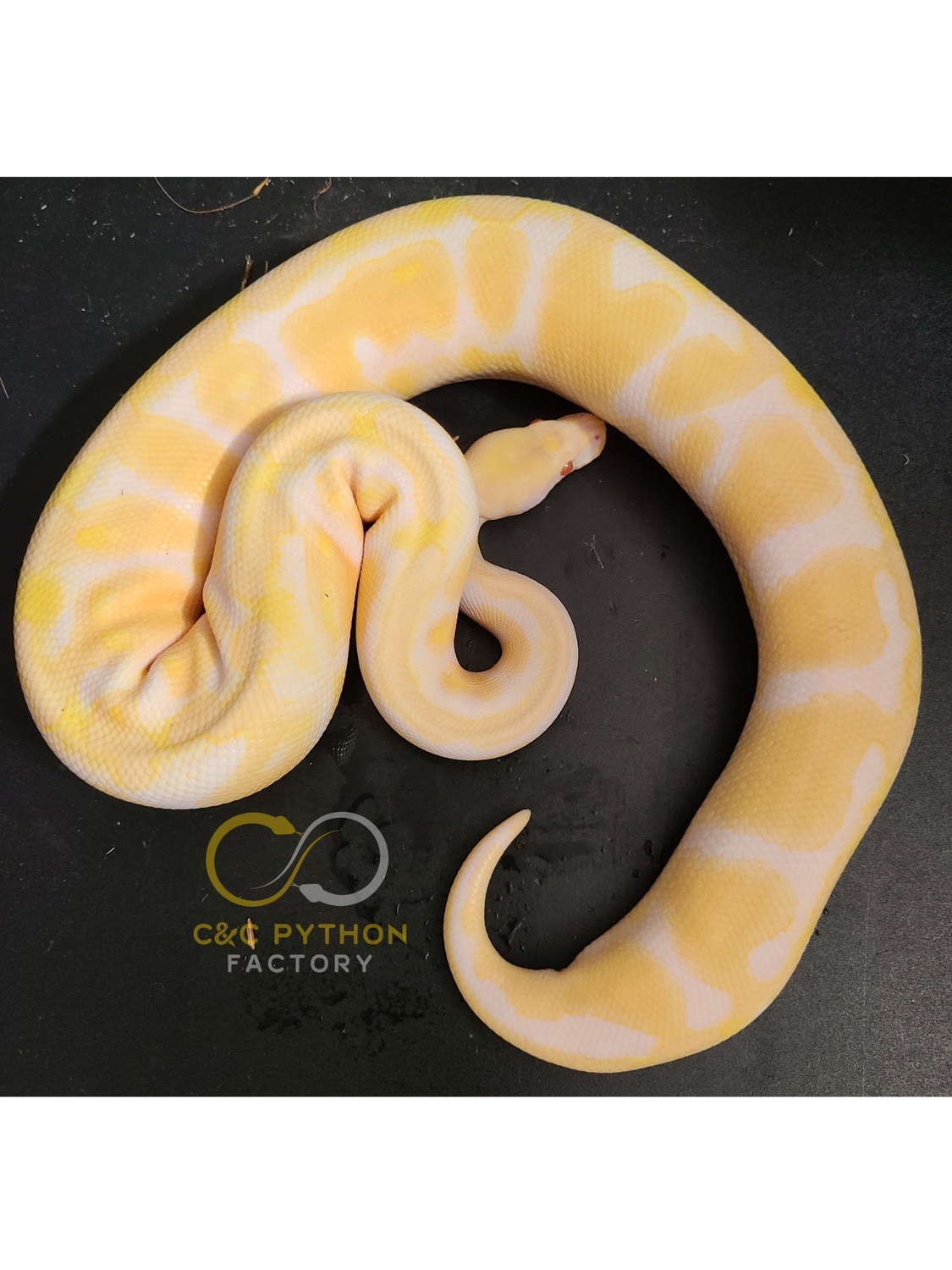 Albino Ball Python by C&C Python Factory - MorphMarket
