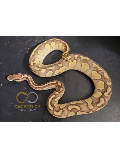 Pastel Lesser Ball Python by C&C Python Factory