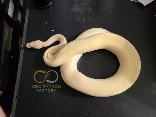Banana Pastel Freeway Ball Python by C&C Python Factory