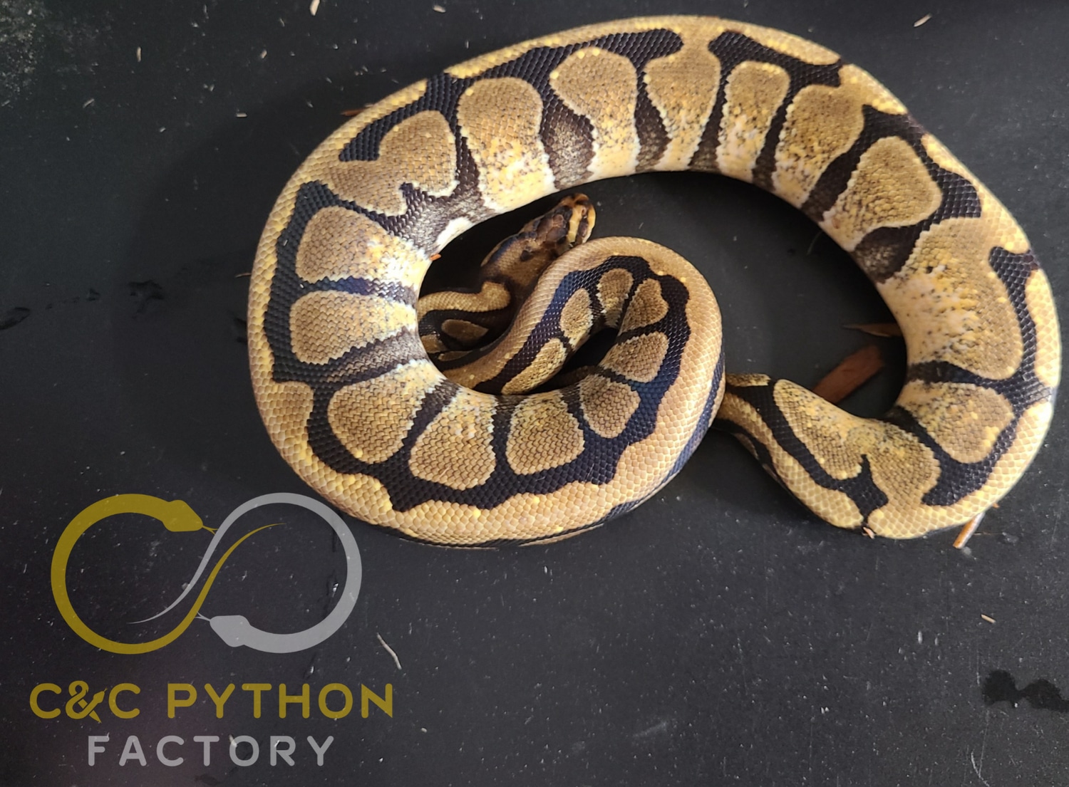 Enchi Spotnose Ball Python by C&C Python Factory - MorphMarket