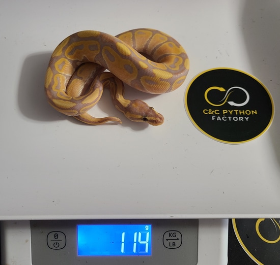 Banana Het Genetic Stripe Ball Python by C&C Python Factory