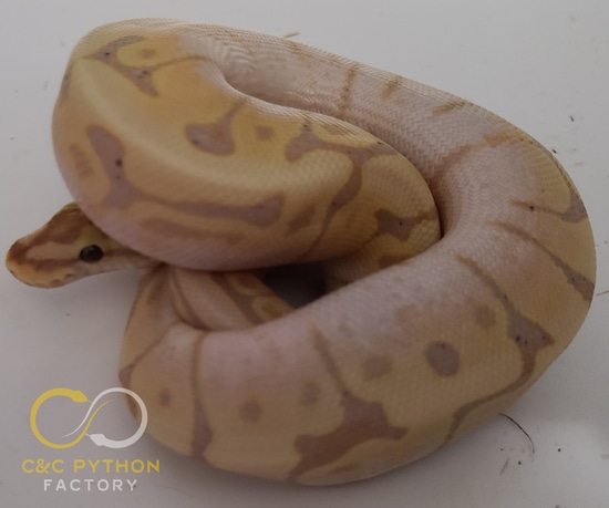 Banana Mojave Spider Ball Python by C&C Python Factory