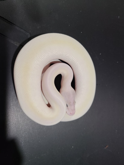 Super Mojave Het Clown Ball Python by C&C Python Factory
