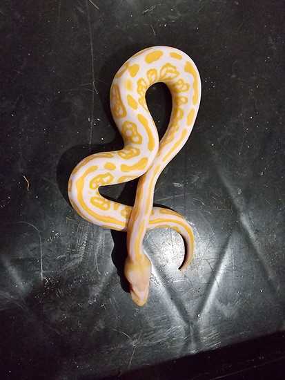 Black Pastel Albino Ball Python by C&C Python Factory