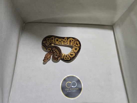 Yellowbelly Clown Ball Python by C&C Python Factory