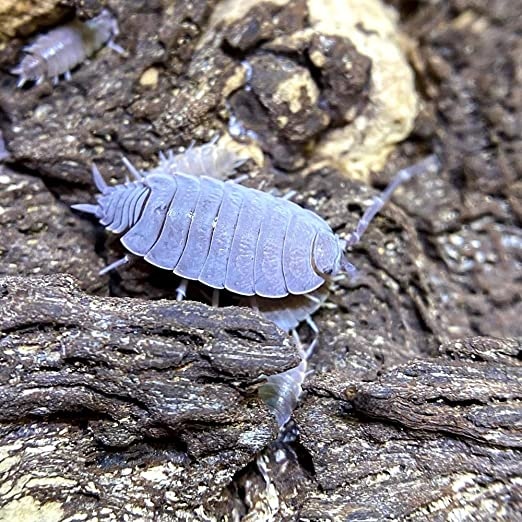 20 Count Powder Blue Isopod by Will Sin Emxotics