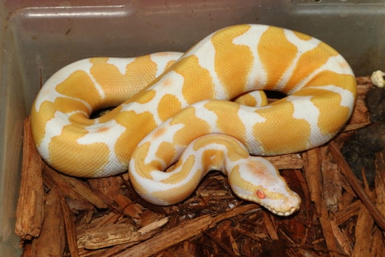 Albino Tiger Ball Python by Extraordinary Ectotherms
