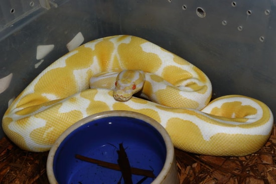 Albino Tiger Ball Python by Extraordinary Ectotherms
