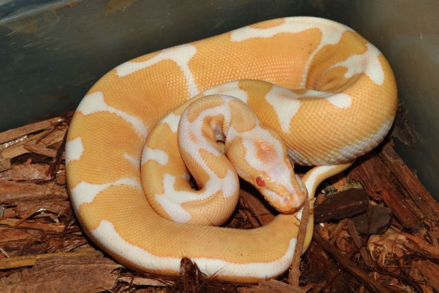 Albino Super Tiger Ball Python by Extraordinary Ectotherms - MorphMarket