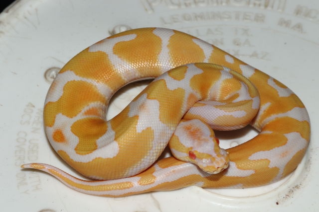 Albino Tiger Ball Python by Extraordinary Ectotherms - MorphMarket