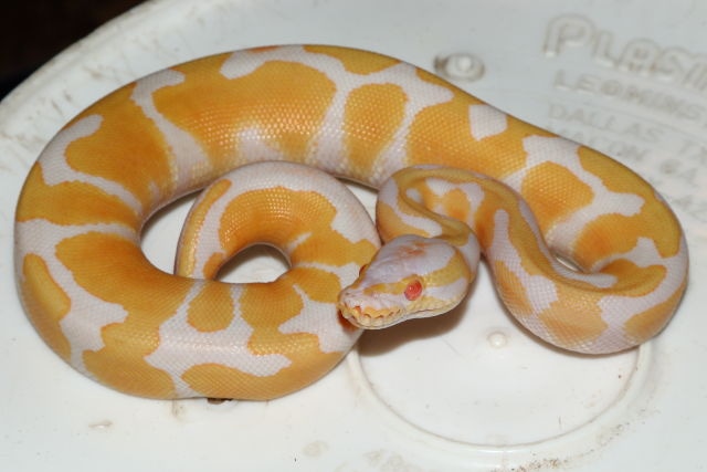 Albino Tiger Ball Python by Extraordinary Ectotherms - MorphMarket