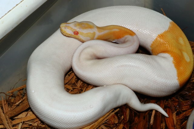 Albino Pied Tiger Ball Python by Extraordinary Ectotherms - MorphMarket