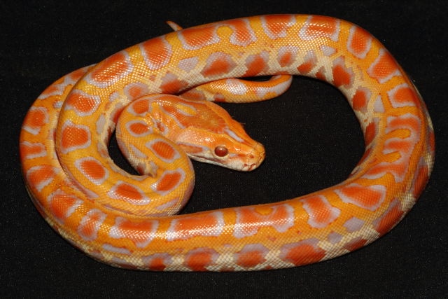 Albino 100% Het Green/Patternless Burmese Burmese Python by ...