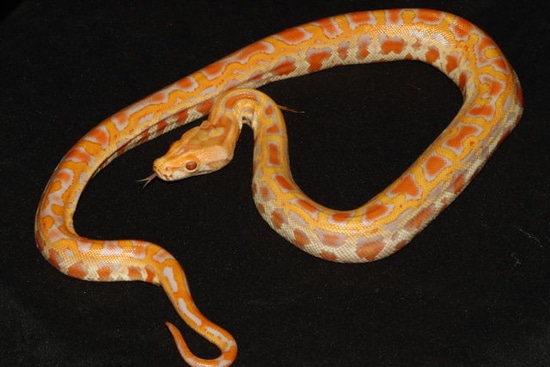 Albino 100% Het Green/Patternless Burmese Burmese Python by ...