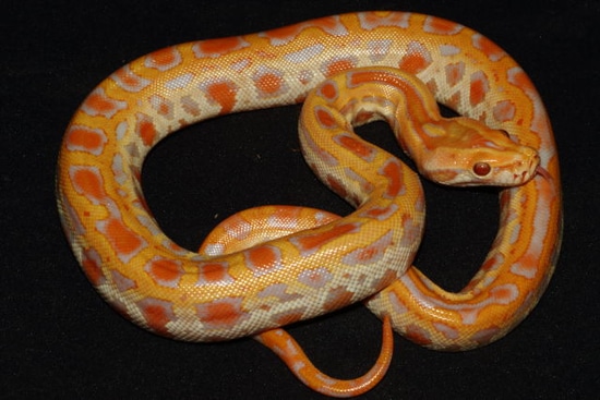 Albino 100% Het Green/Patternless Burmese Burmese Python by ...