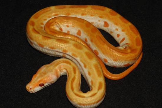 Albino Green/Patternless Burmese Burmese Python by Extraordinary Ectotherms