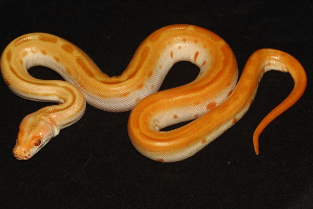 Albino Green/Patternless Burmese Burmese Python by Extraordinary ...