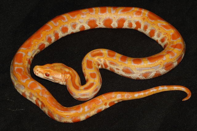 Albino 100% Het Green/Patternless Burmese Burmese Python by ...