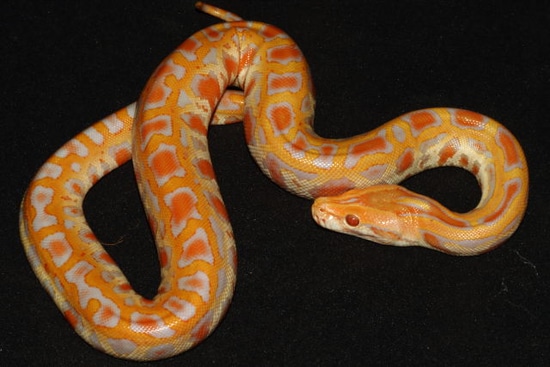 Albino 100% Het Green/Patternless Burmese Burmese Python by ...