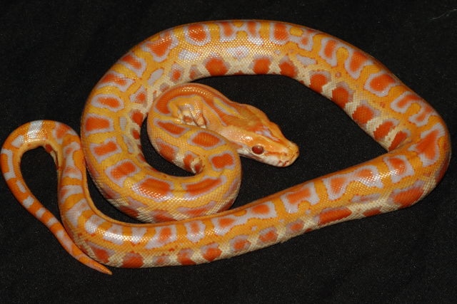 Albino 100% Het Green/Patternless Burmese Burmese Python by ...