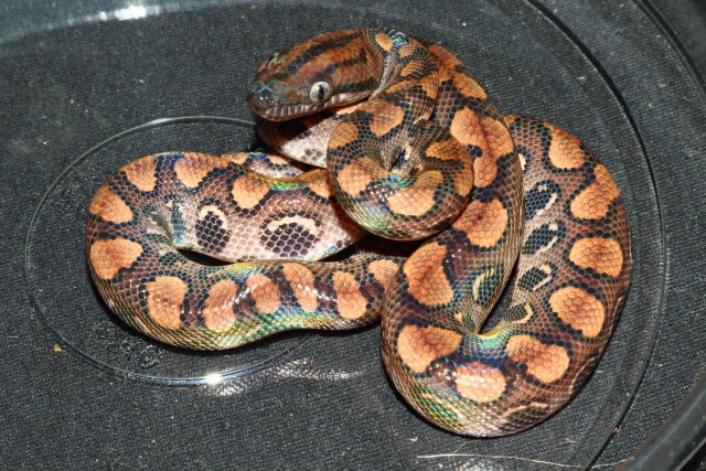 Brazil Rainbow Brazilian Rainbow Boa by Extraordinary Ectotherms ...