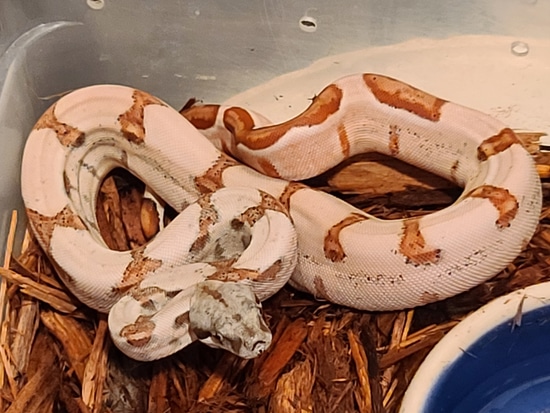 Hypo Het Albino(Lipstick Line/Kahl) Boa Constrictor by Extraordinary ...