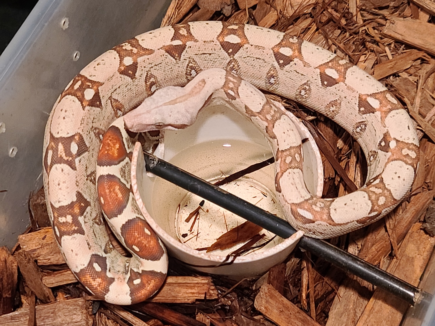VPI Pink Panther Boa Constrictor by Extraordinary Ectotherms - MorphMarket