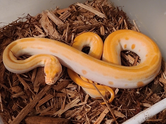 Albino Green/Patternless Burmese Burmese Python by Extraordinary Ectotherms