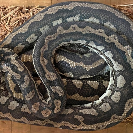 Extraordinary Ectotherms - MorphMarket